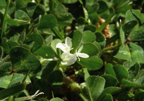 Vegetation cover mixture - REVIN FRUITS - Semences de Provence - soil ...