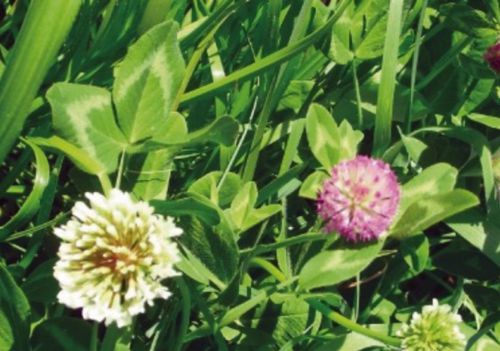 Forage mixture - MIX 2 - Semences de Provence - for animal feed / with ...