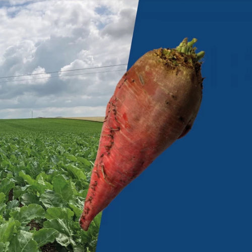 Fodder beet seed - Foribo - Florimond Desprez - rhizomania resistant ...