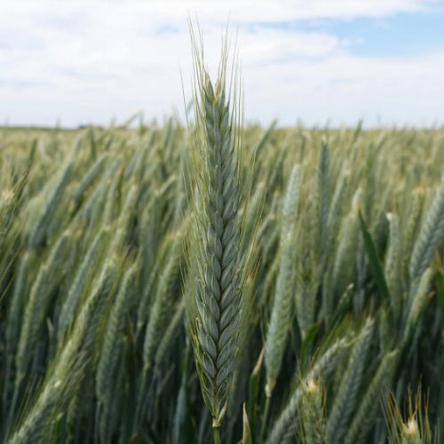 Early triticale seed - Trisocle - Florimond Desprez - winter / rust ...