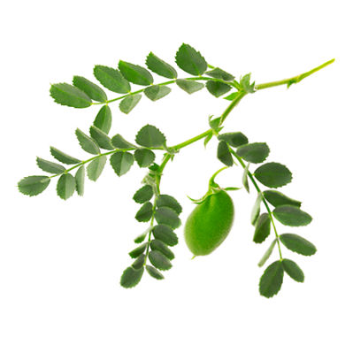 Protein peas fodder - CICERONE - Deleplanque