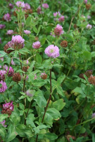 Clover cover crop - ETR0 series - Le Biau Germe - nitrogen restoration ...