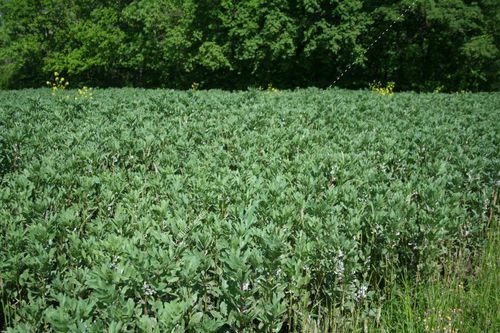 Vegetation cover mixture - EFV0 series - Le Biau Germe - nitrogen ...