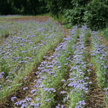 Phacelia cover crop - FPH series - Le Biau Germe - soil structure ...