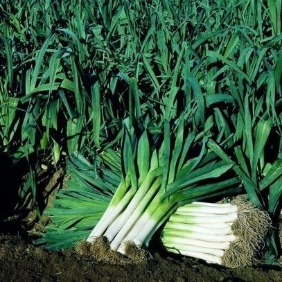 Summer leek seed - Maxim - Atypyc - biological
