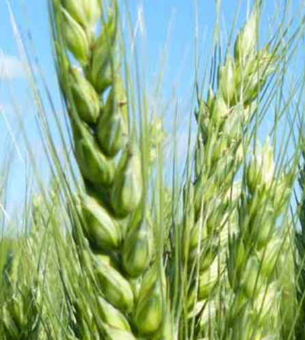 Early wheat seed - GWASTELL - agriobtentions - winter / rust resistant ...
