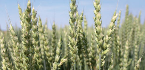 Spring wheat seed - Calixo - secobra - powdery mildew resistant / rust ...