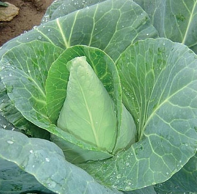 Medium early cabbage seed - Jersey Wakefield - vikima - pointed