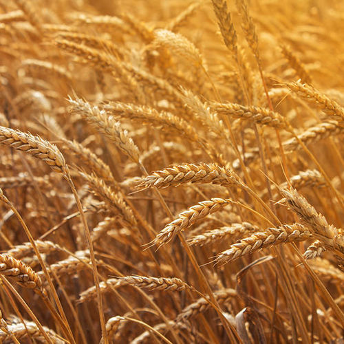 Medium durum wheat seed - Rebel - limagraincerealseeds - spring / rust ...