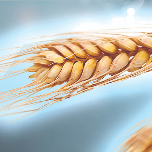 Medium early wheat seed - Photon AX - limagraincerealseeds - winter ...