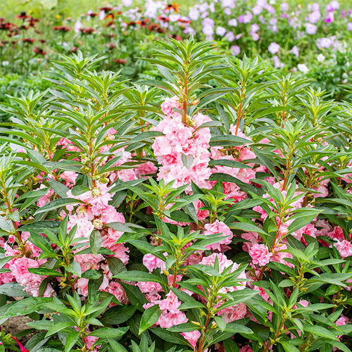 Annual floral seed - Impatiens balsamina - Select Seeds - pink / white ...