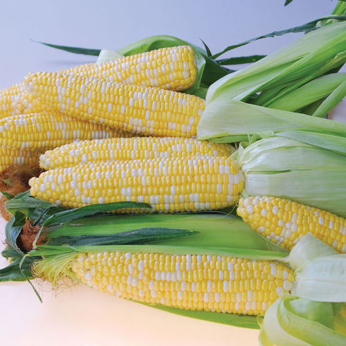 Early corn seed - Quick Start - johnnyseeds - grain / leaf blight ...