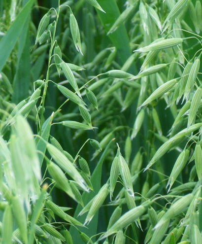Spring oat seed - CORNEIL - lemaire-deffontaines - resistant to lodging ...