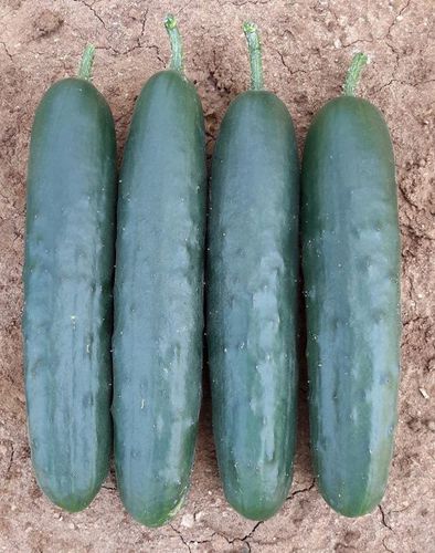 Medium cucumber seed - Clever F1 - CORA SEEDS srl - annual / spring / green