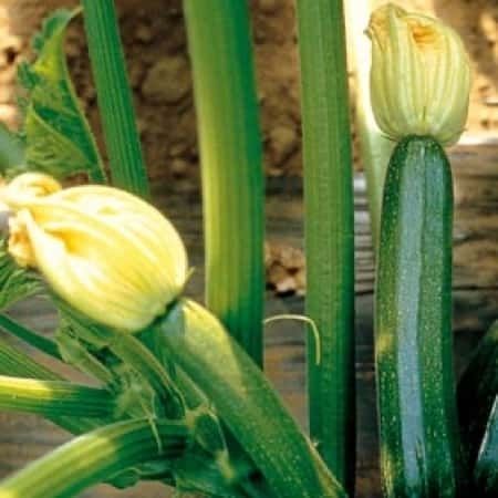 Medium zucchini seed - VERNO - Esasem S.p.A. - hybrid / cylindrical / green
