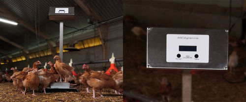 Poultry scale - Ascagramme - ASCAPE - digital / platform / automatic
