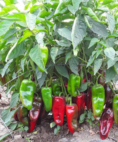 Mosaic virus resistant pepper seed - KAPTO F1 - Manier Seeds - autumn ...