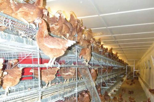 Chicken aviary system - Compact Aviary - POTTERS POULTRY LTD - multi-tier