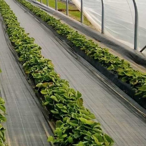 Soil cover film - GLAESERgrow - polypropylene / UV-resistant / white