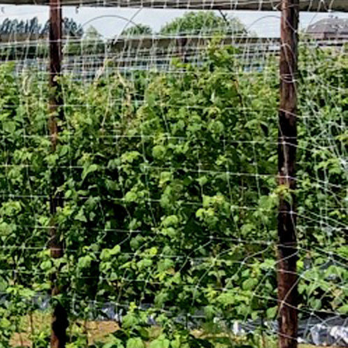 Plant support netting - GLAESERgrow - HDPE / for crops