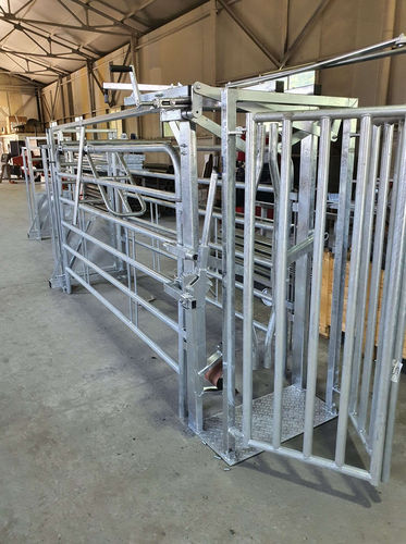 Cattle loadout - SORA19 - AHI - FARM CAMARA - rugged / sorting