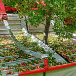 Tractor-mounted tree shaker - All the agricultural manufacturers