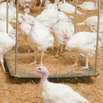 Poultry scale, Poultry weight scale - All the agricultural manufacturers