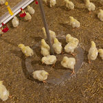 Poultry scale, Poultry weighing scale - All the agricultural manufacturers