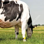 Cow monitoring system, Cow management system - All the agricultural ...