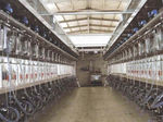 Rapid exit milking parlour, Rapid exit milking parlor - All the ...