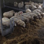 Sheep headlock, Sheep yoke - All the agricultural manufacturers