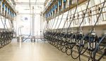 Tandem milking parlour - All the agricultural manufacturers
