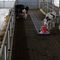 Robotic manure scraper - 90 S/SW - Lely - straight / for slatted floors ...