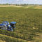 Self-propelled grape harvesting machine - BRAUD - NEW HOLLAND - high ...