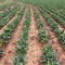 Mobile drip irrigation system - PMDI™ - T-L Irrigation Company