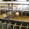 Livestock partition - INN-O-FLEX - ACO Funki A/S - pig / PVC