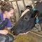 Cow monitoring system - MooMonitor+ - Dairymaster - temperature ...