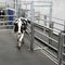 Cow sorting gate - Dairymaster - automated