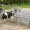 Cow sorting gate - Dairymaster - automated