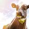 Cow management system - COWcontrol ™ - Nedap Livestock Management - health