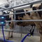 Tandem milking parlour - PANORAMA - POLANES Ltd. - for cows