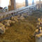 Belt automatic feeding system - Feedo Futterband - Schauer Agrotronic ...