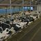 Rubber cow mattress - Meadow Next - Spinder Dairy Housing Concepts ...
