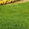 Seed turf - Turf Saver® RTF® - Barenbrug USA