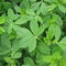 Alfalfa fodder - Baralfa 425 ML - Barenbrug USA - for animal feed / for ...