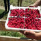 Raspberry harvester machine - Elektronik - blackberry / self-propelled ...