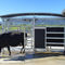 Cow sorting gate - 5500 - Waikato Milking Systems NZ Ltd. - automated