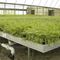 Ebb-and-flow greenhouse bench - Ro-Flo - Rough Brothers Inc