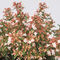 Pot flowering shrub - Raspberry Perfection™ Abelia - Star® Roses and ...