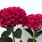 Pot flowering shrub - Akadama® Hydrangea - Star® Roses and Plants ...